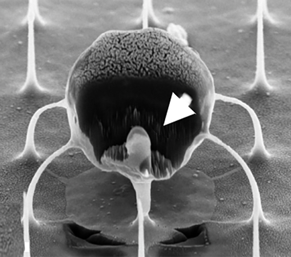 Nanowires Create Elite Warriors to Enhance T Cell Therapy | News Center